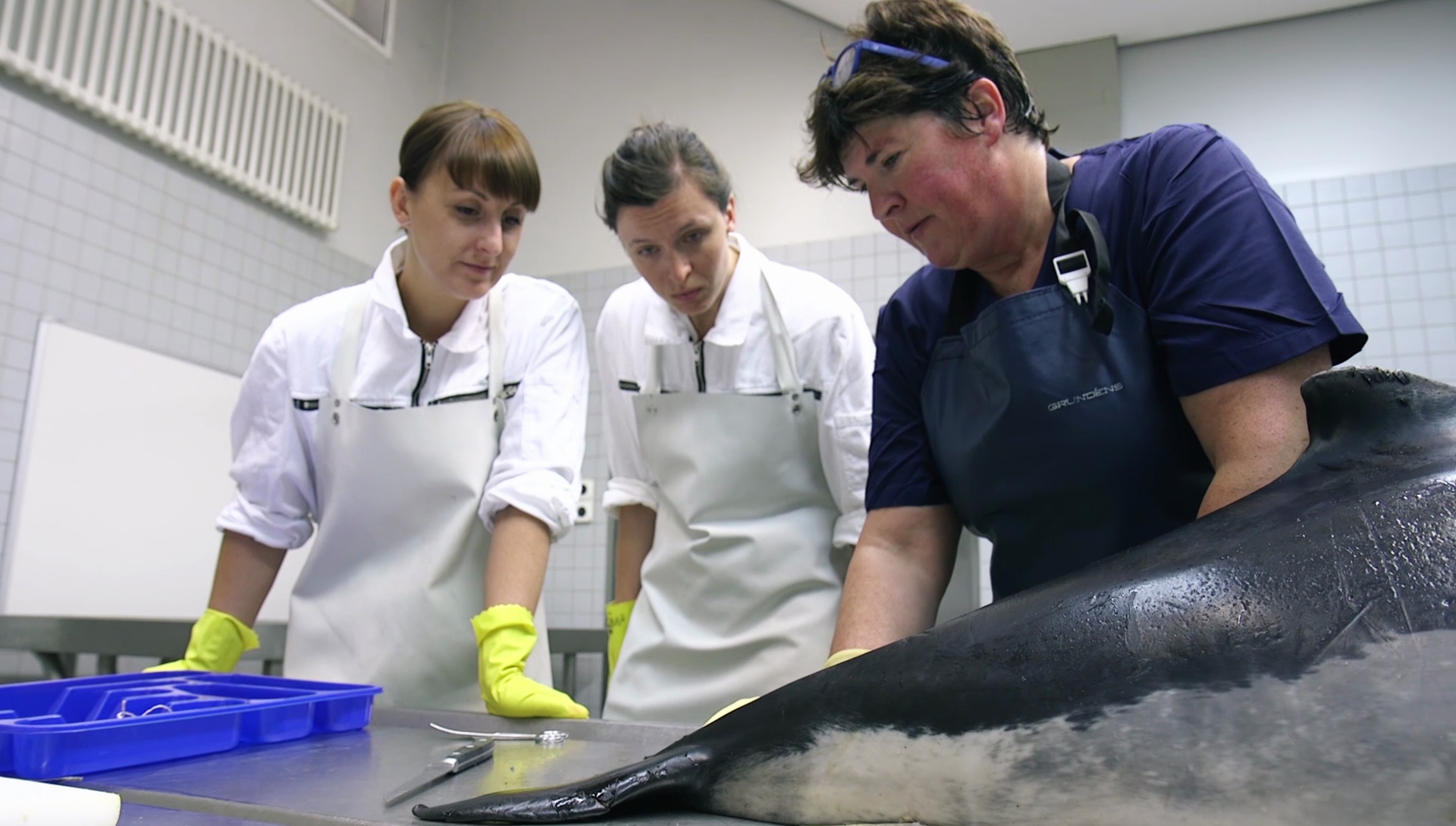 Looking into Animals: Necropsies at the TiHo